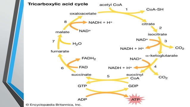 Kreb Cycle and steps involved in kreb cycle | PPTX | Chemistry | Science