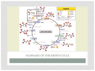 Kreb's cycle | PPTX