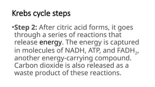 Grade 11 stem. topic: Krebs-cycle.pptx