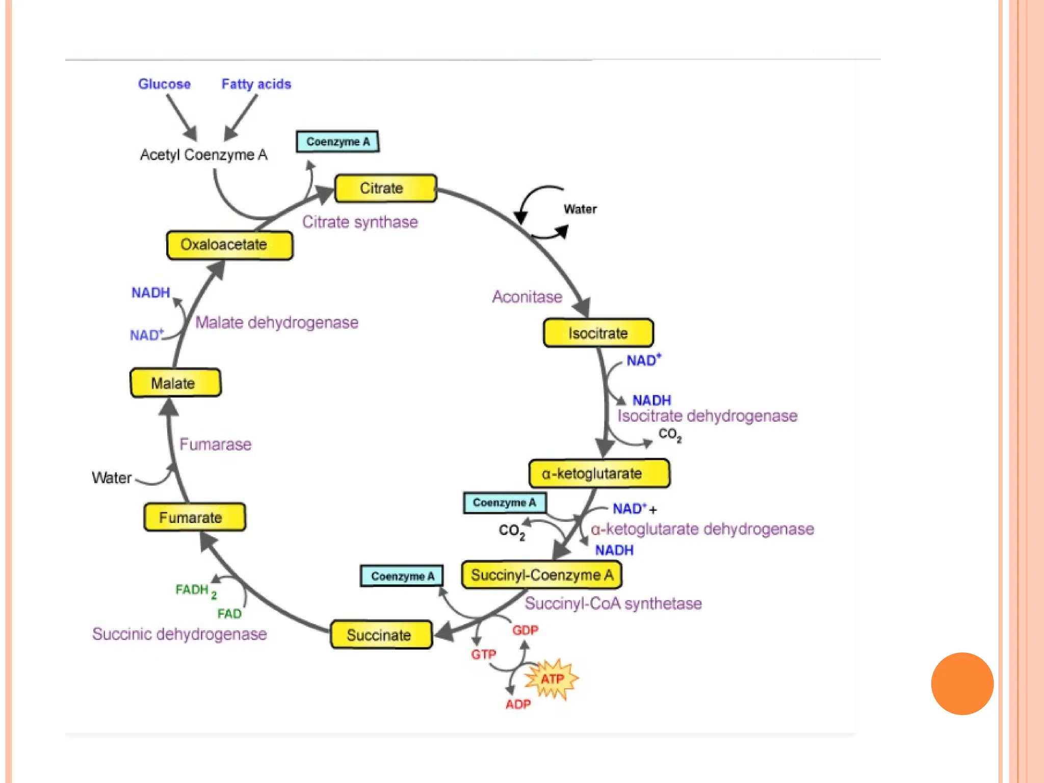 biochemistry for nursing Krebs and ETC.pptx