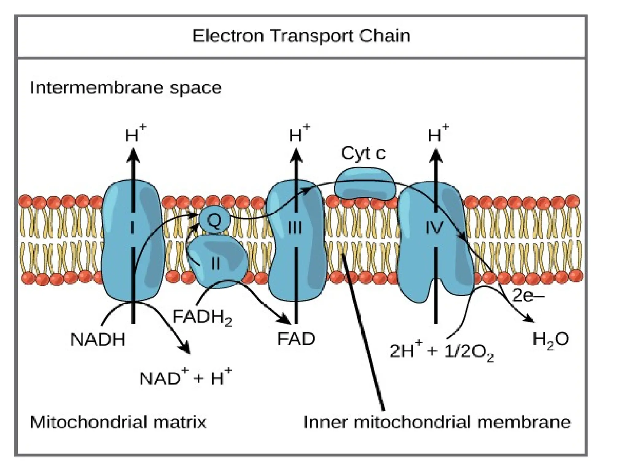 biochemistry for nursing Krebs and ETC.pptx