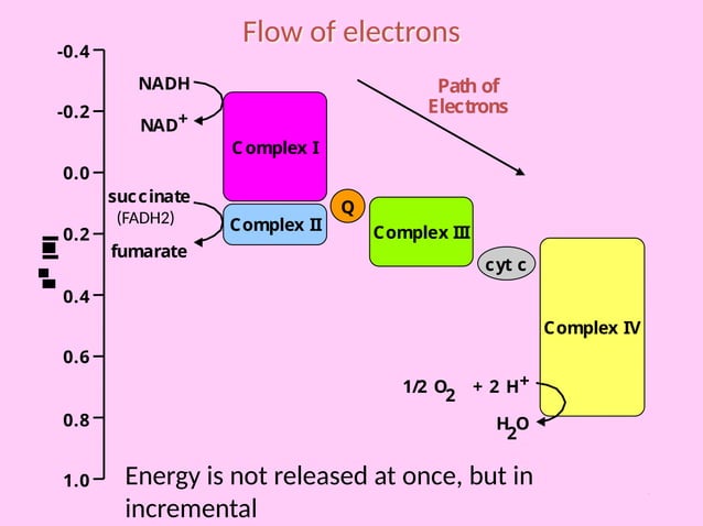 biochemistry for nursing Krebs and ETC.pptx