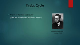 Krebs cycle.pptx