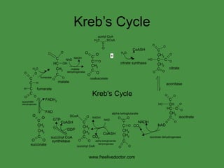 Krebscycle 100410033222-phpapp01 | PPT