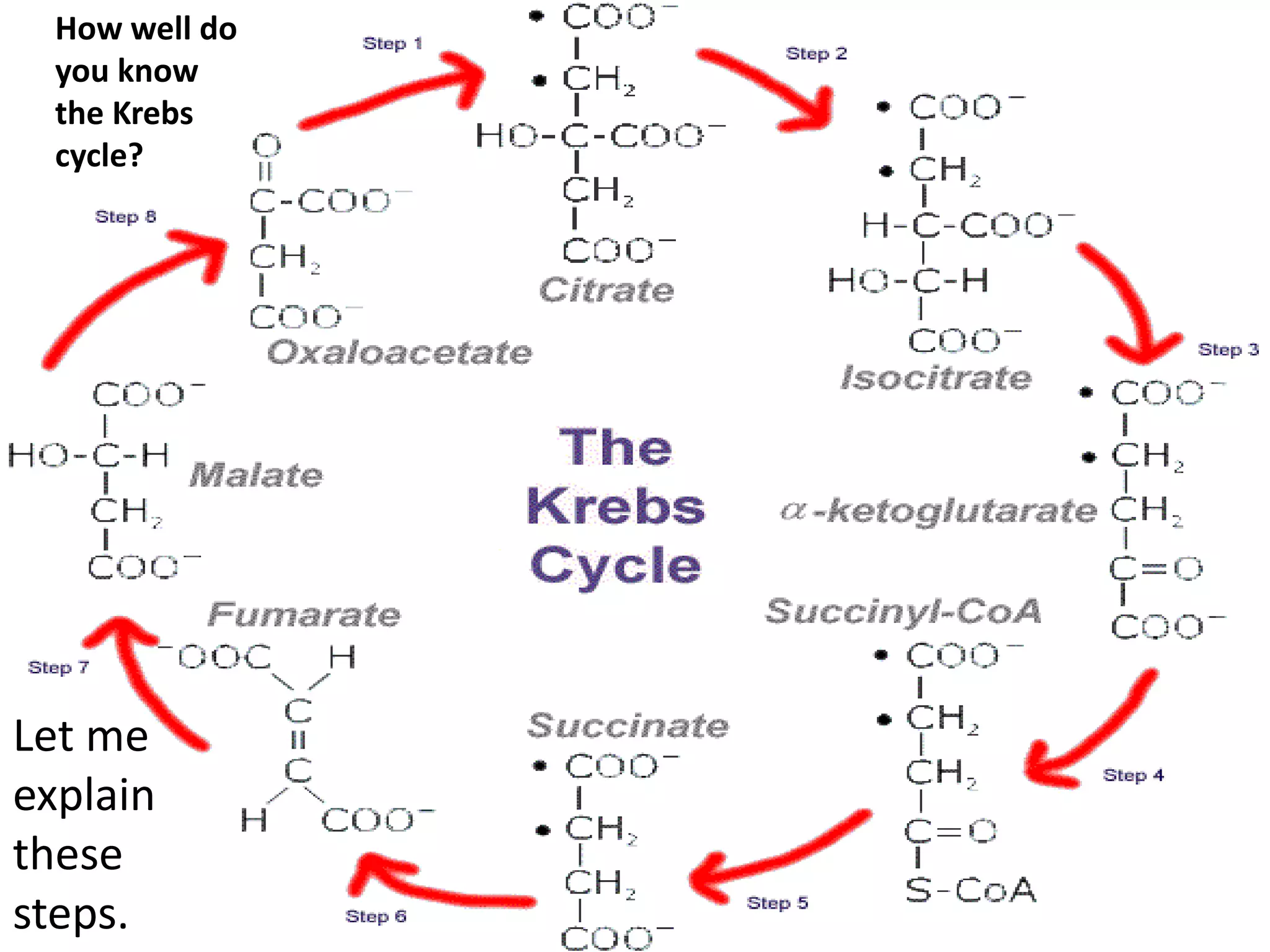 Krebs cycle | PPTX