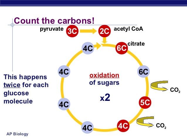 Krebs cycle