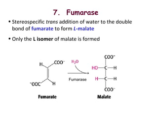 Krebs cycle or tricarboxylic cycle or citric acid cycle | PPT