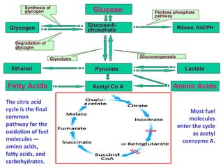 Krebs Cycle Animation