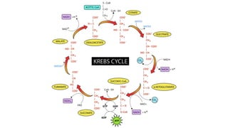 Krebs cycle | PPTX | Chemistry | Science