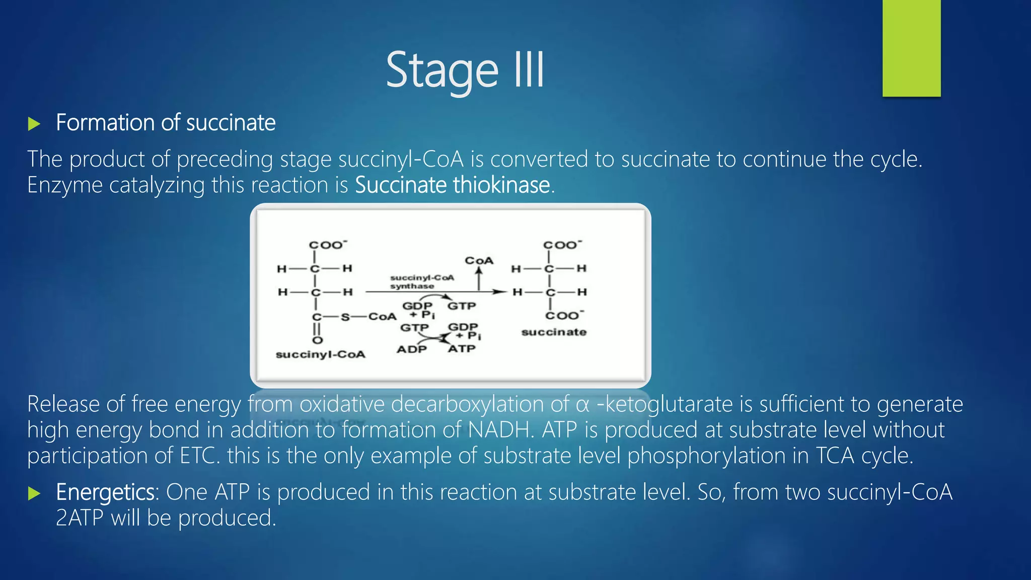 Krebs cycle- significance,steps,energetics,inhibitors,amphibolic | PPTX