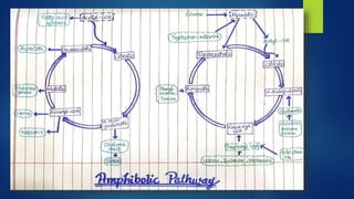 Krebs cycle- significance,steps,energetics,inhibitors,amphibolic | PPTX