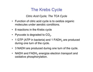 Krebs Cycle - 2008 BIOCHEM 201.pdf