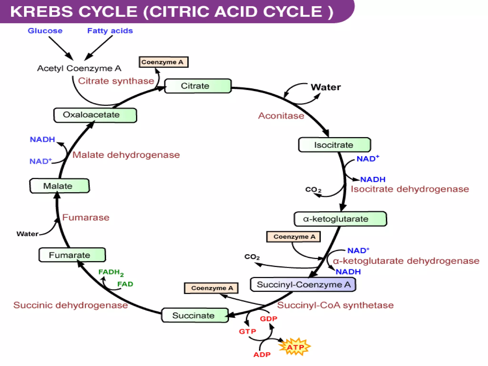 Krebs cycle/ TCA Cycle/ Citric Acid Cycle/ Tri Carboxylic Acid Cycle ...