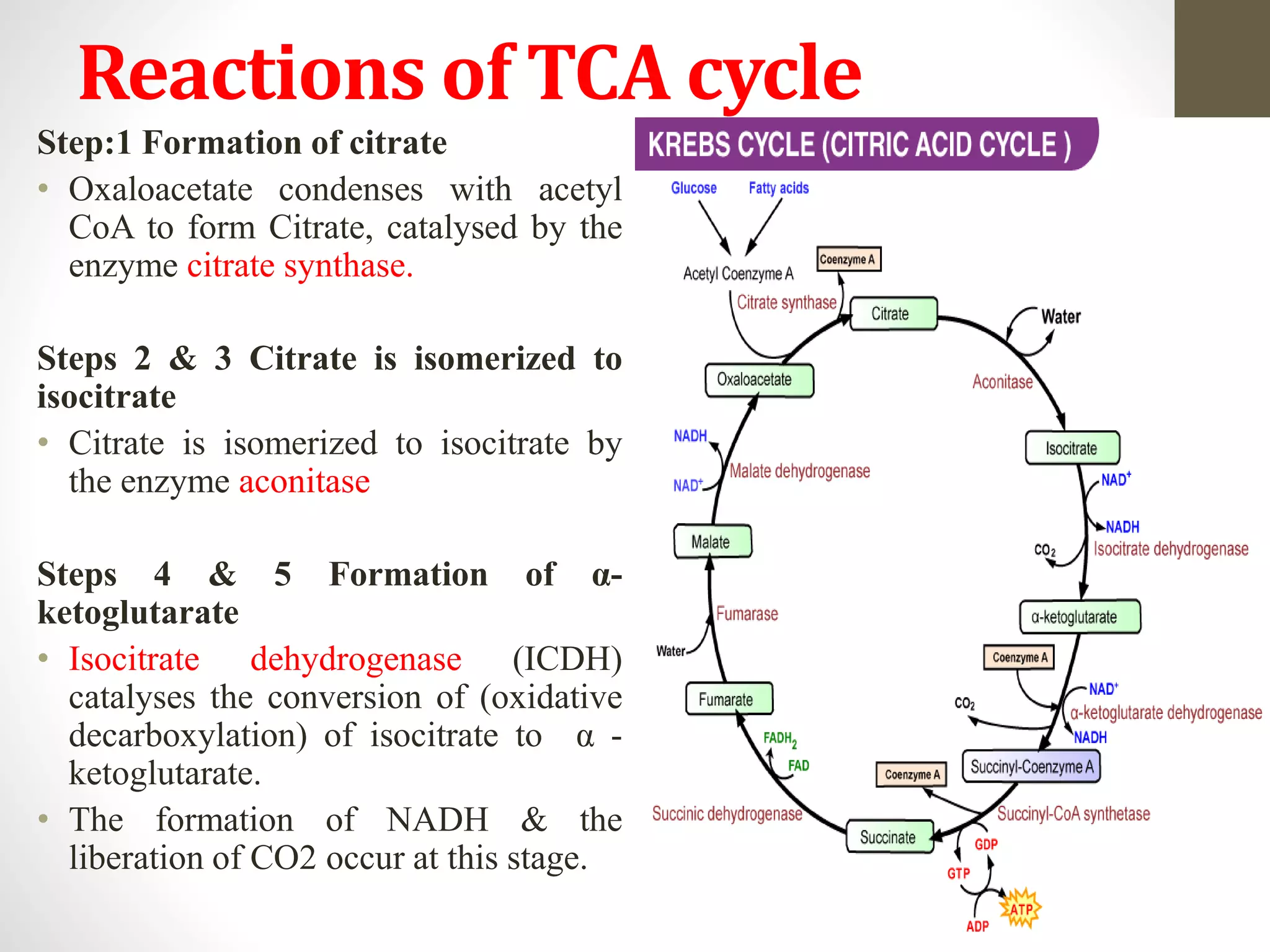 Krebs cycle/ TCA Cycle/ Citric Acid Cycle/ Tri Carboxylic Acid Cycle ...
