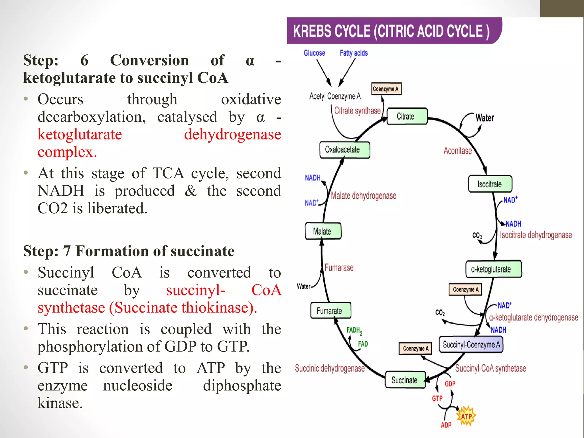 Krebs cycle/ TCA Cycle/ Citric Acid Cycle/ Tri Carboxylic Acid Cycle ...
