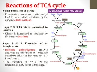 Krebs cycle/ TCA Cycle/ Citric Acid Cycle/ Tri Carboxylic Acid Cycle ...