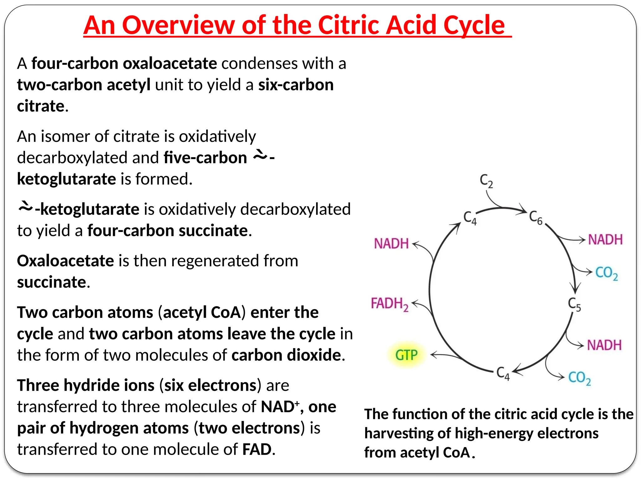 KREB'S CYCLE or citric acid cycle 1.pptx