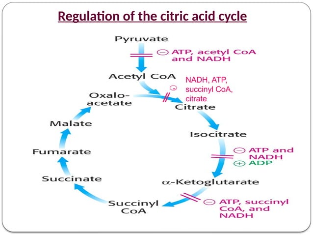 KREB'S CYCLE or citric acid cycle 1.pptx