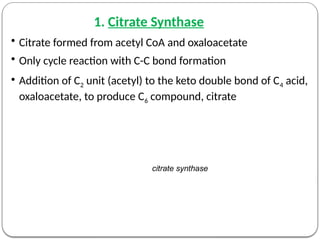 KREB'S CYCLE or citric acid cycle 1.pptx