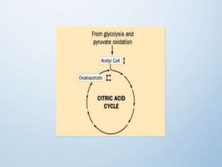 Krebs cycle /Citric acid cycle/tricarboxylic acid cycle.pptx