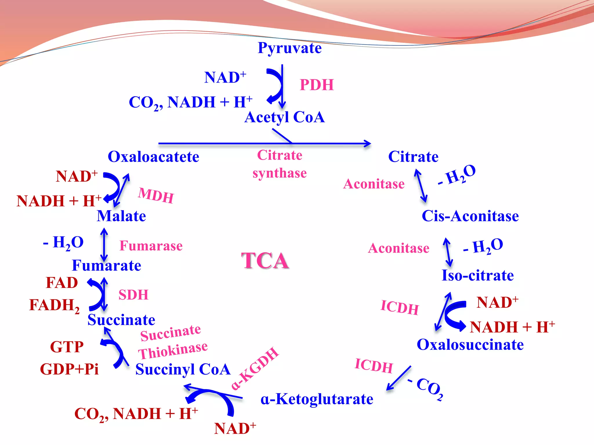 TCA CYCLE & ITS REGULATION | PPTX