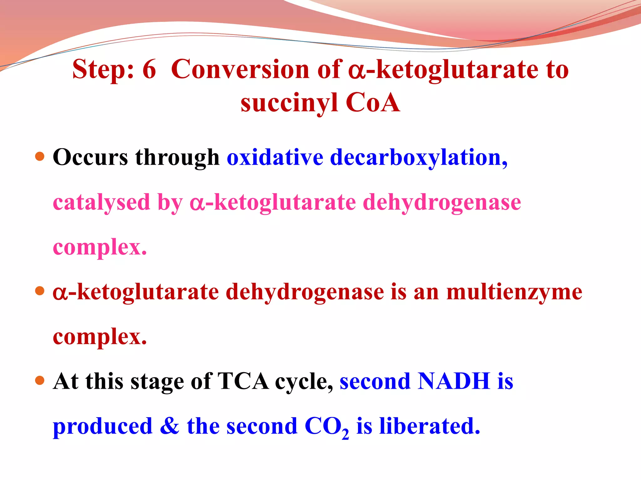 TCA CYCLE & ITS REGULATION | PPTX