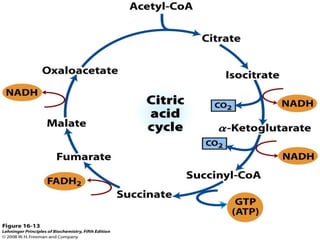 TCA CYCLE & ITS REGULATION | PPTX