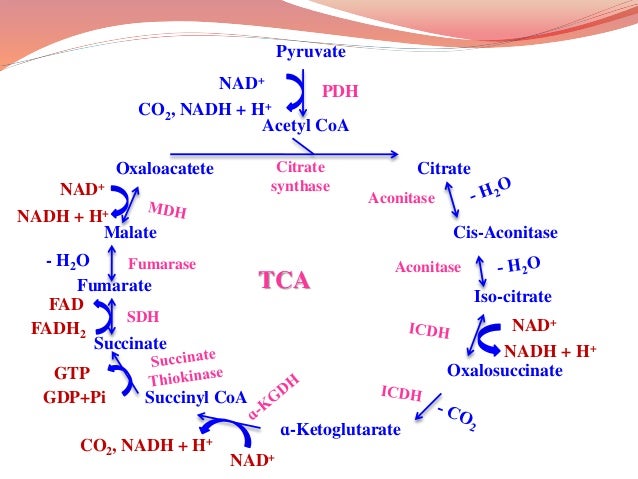 TCA CYCLE & ITS REGULATION
