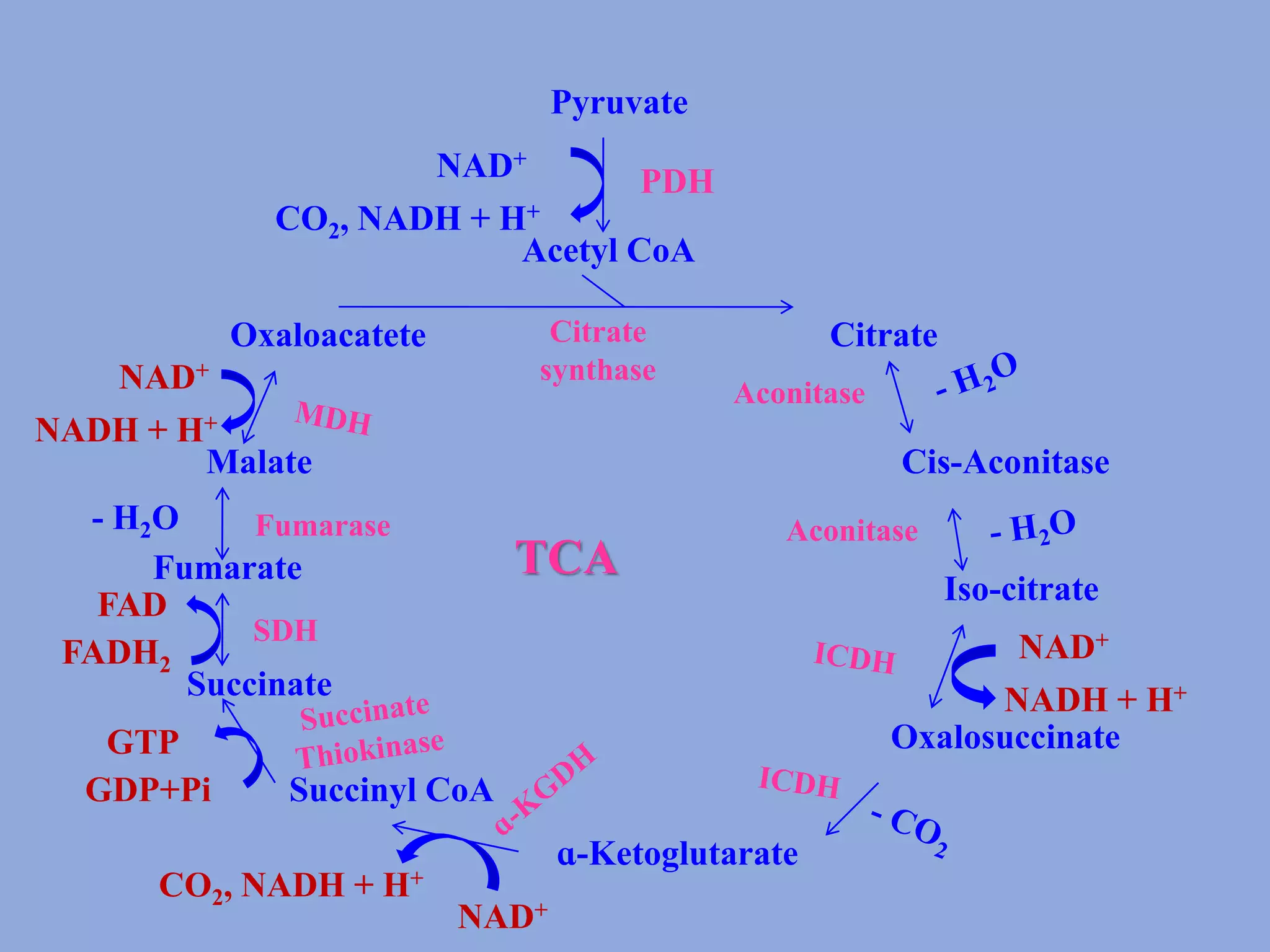 Krebs cycles or TCA cycles | PPTX