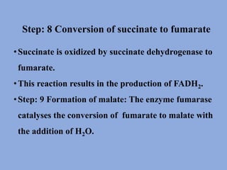 Krebs cycles or TCA cycles | PPTX