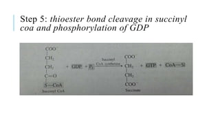 krebscycle/TCA cycle-Metabolic pathways.pptx