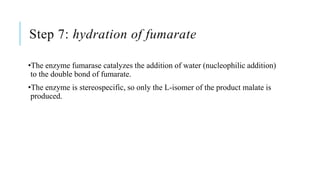krebscycle/TCA cycle-Metabolic pathways.pptx