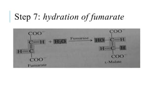 krebscycle/TCA cycle-Metabolic pathways.pptx