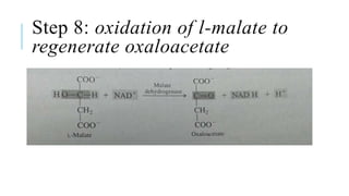 krebscycle/TCA cycle-Metabolic pathways.pptx