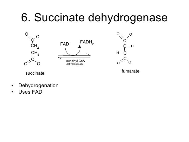 Kreb's cycle (1)