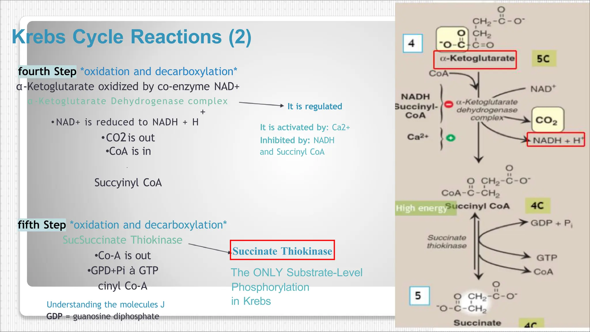 KREBS CYCLE or Tricitric Acid in mitochondria1.pptx