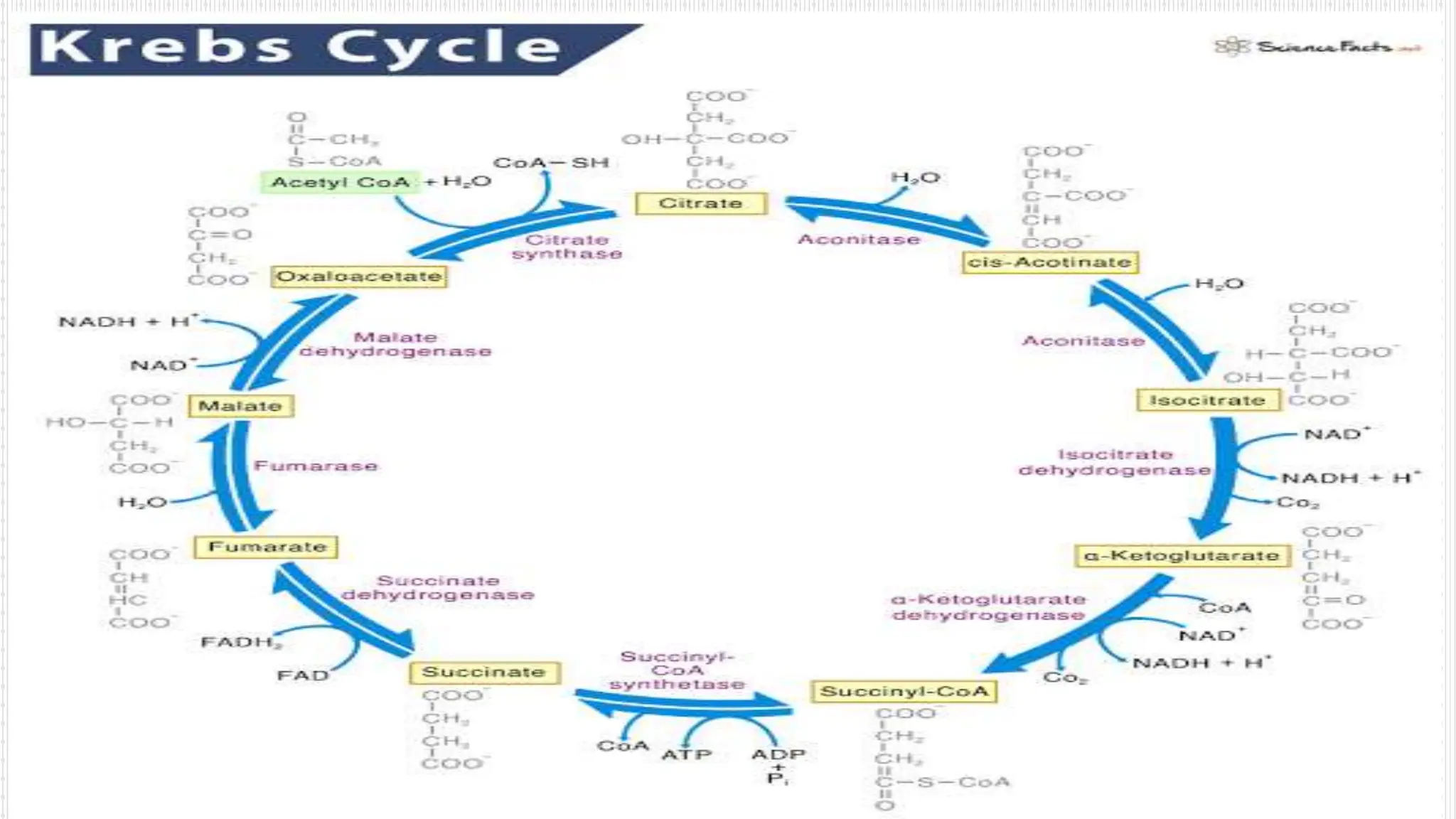 KREBS CYCLE or Tricitric Acid in mitochondria1.pptx