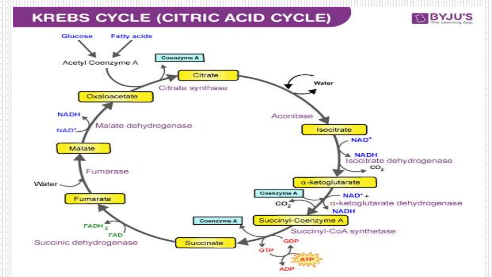 KREBS CYCLE or Tricitric Acid in mitochondria1.pptx