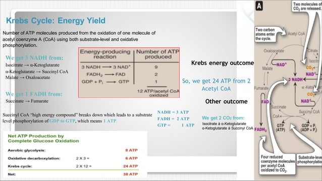 KREBS CYCLE or Tricitric Acid in mitochondria1.pptx