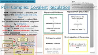 KREBS CYCLE or Tricitric Acid in mitochondria1.pptx