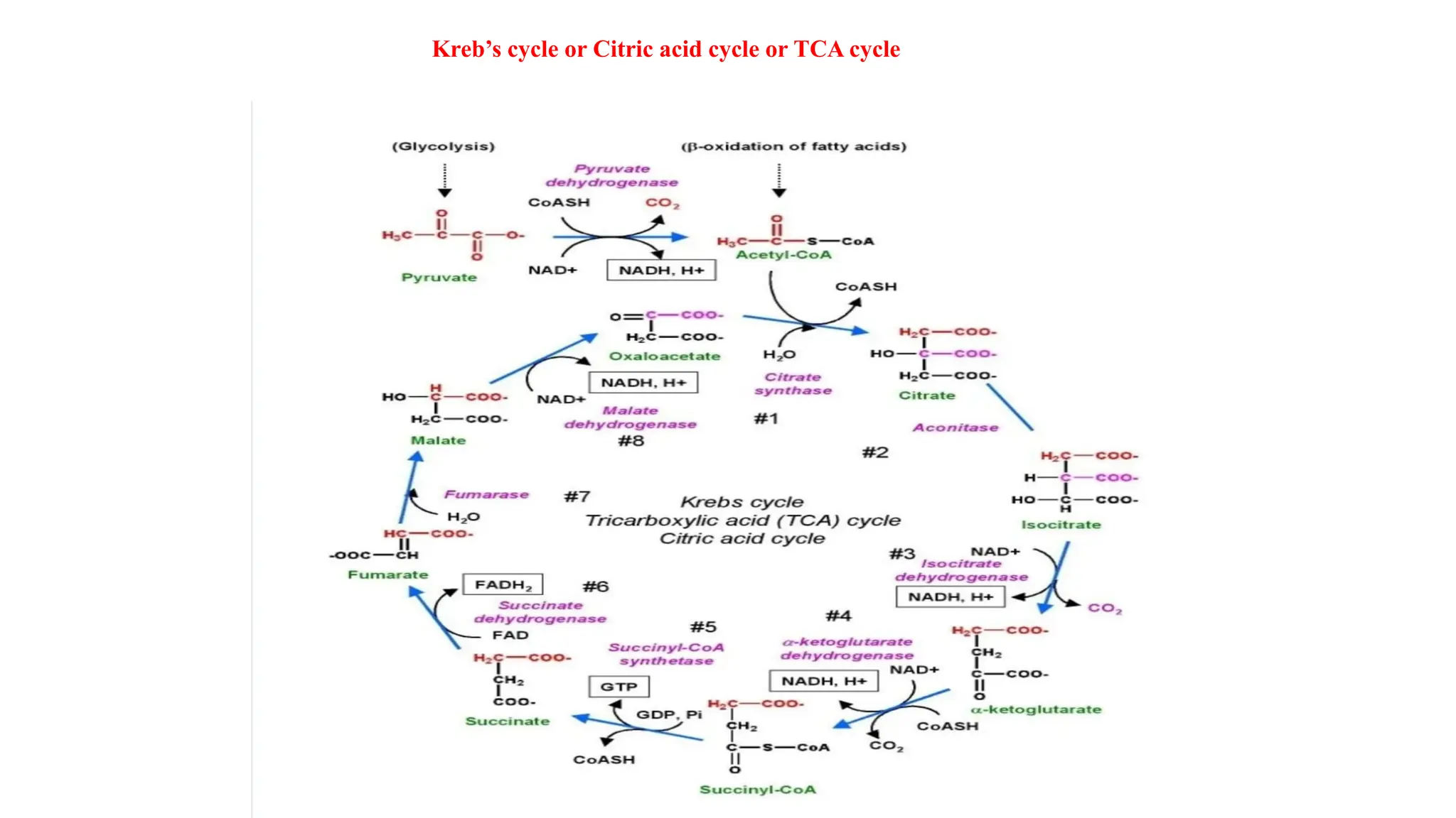 Kreb’s Cycle (Citric Acid Cycle or Tricarboxylic Acid Cycle - TCA Cycle). | PPT