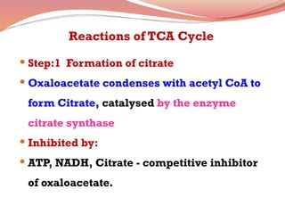 Krebs cycle for Bio Tech in Grade 9 .pptx