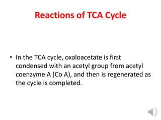 Krebs cycle lec 5 6 audio 2 | PPTX