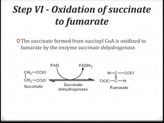 Krebs cycle or citric acid cycle or TCA Cycle | PPTX
