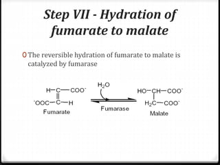 Krebs cycle or citric acid cycle or TCA Cycle | PPTX | Endocrine and ...