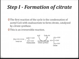 Krebs cycle or citric acid cycle or TCA Cycle | PPTX | Endocrine and ...