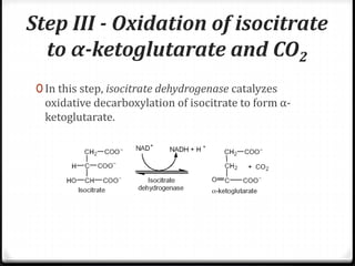 Krebs cycle or citric acid cycle or TCA Cycle | PPTX | Endocrine and ...
