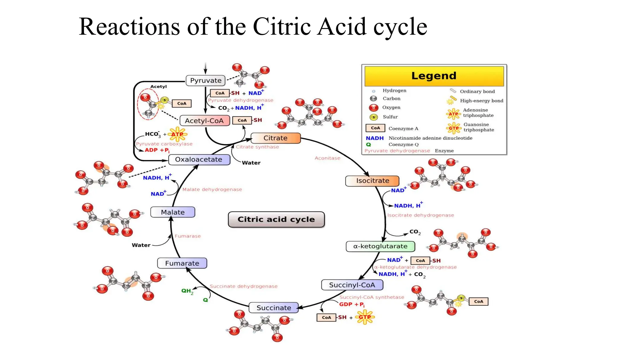 KREBS CYCLE ppt. BIOCHEMISTRY FOR STUDENTS | PPTX