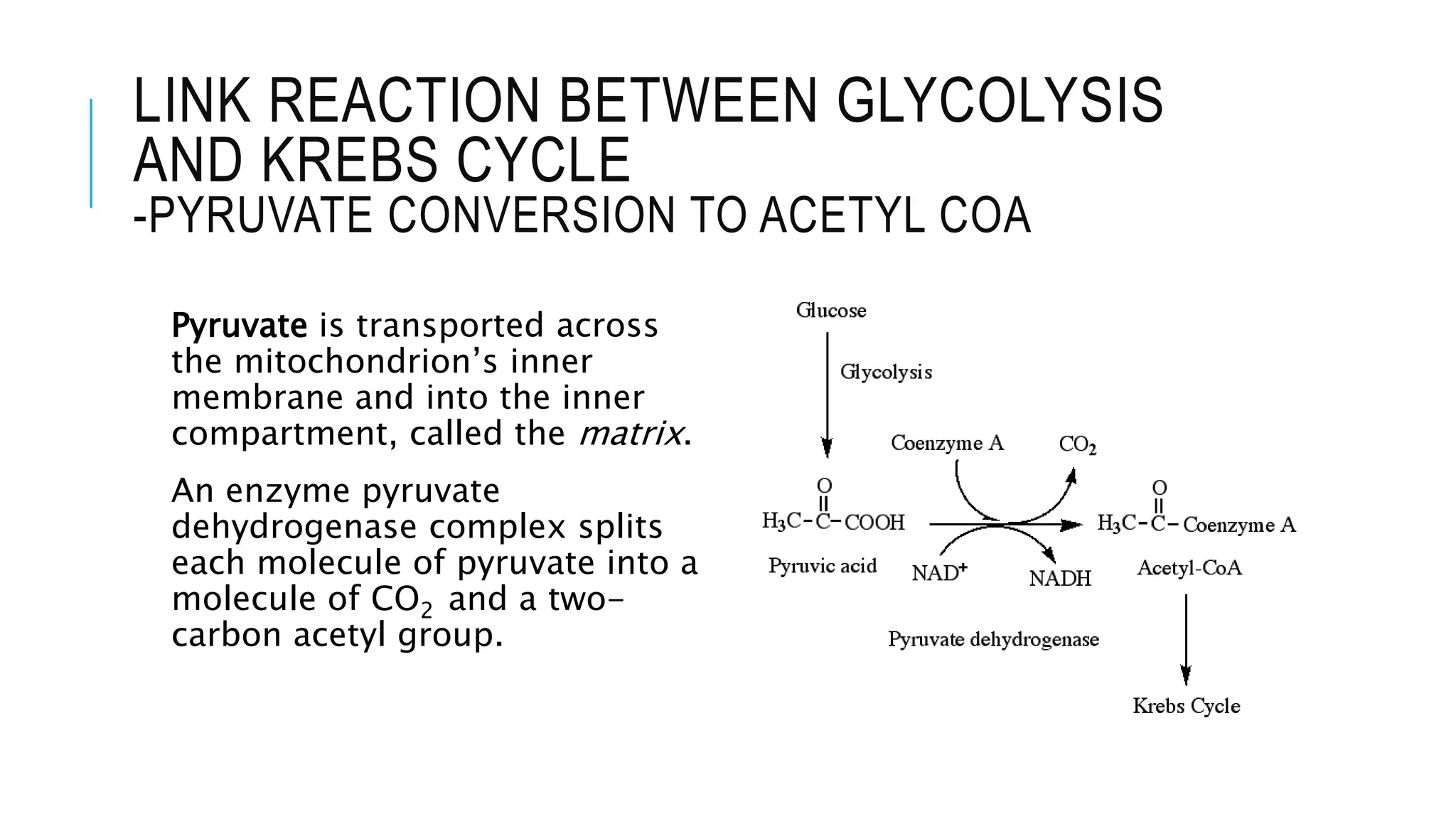 KREBS CYCLE ppt. BIOCHEMISTRY FOR STUDENTS | PPTX