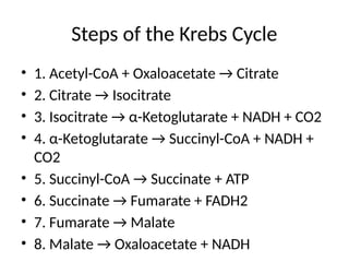 Krebs_Cycle_Presentation.pptx Kerbs cycle Kerbs cycle Kerbs cycle | PPTX